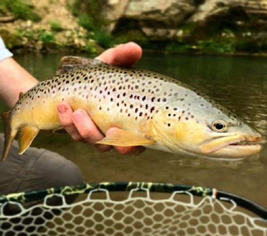 Decorah named one of the 10 best Memorial Day fishing spots in the US ...