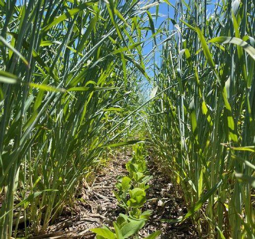 Virtual field day to focus on relay intercropping | decorahnews.com ...