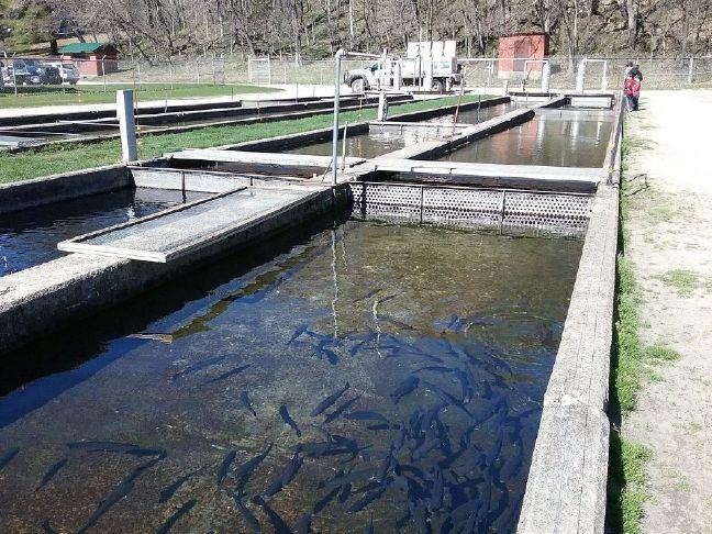 Manchester Hatchery Awarded for Brook Trout Restoration | decorahnews ...