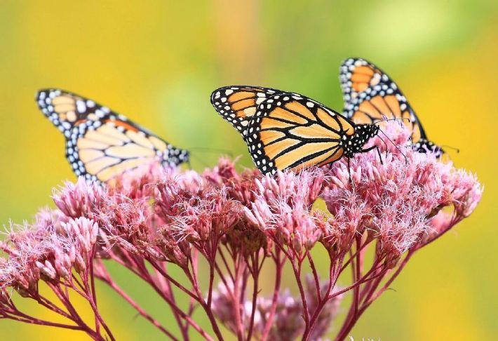 Monarch Butterfly Tagging | decorahnews.com The Decorah Community ...