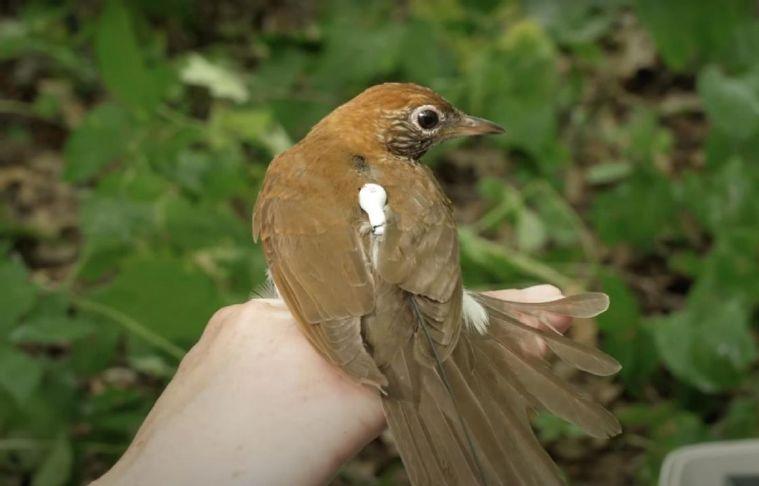 Migratory Bird Tracking Could Boost Conservation Efforts for the Wood ...