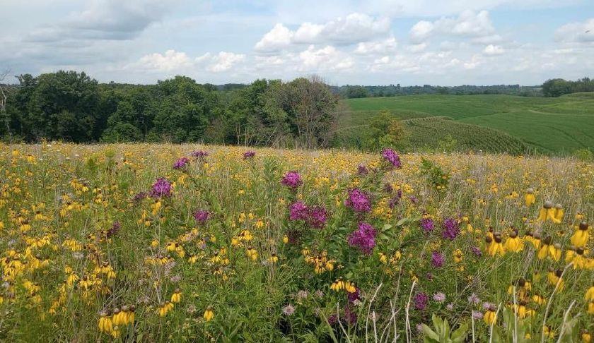 'Pick Your Own Prairie Seeds' Event Announced | decorahnews.com ...