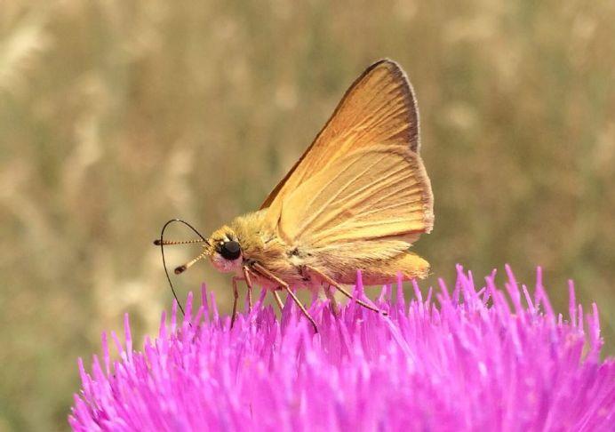 Environmental Group to Sue Feds Over Delayed Action on Iowa Skipper ...