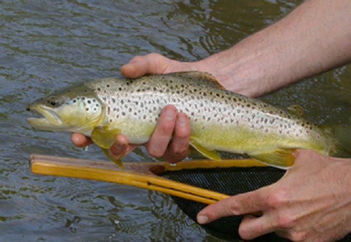 Here's the schedule for trout stocking in Northeast Iowa | decorahnews ...